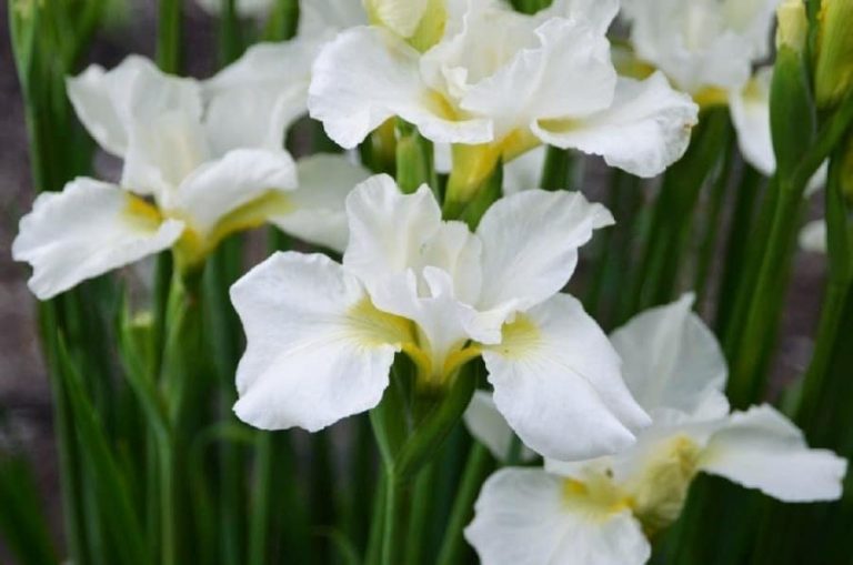 Iris Flowers - Rainbow Plants in Your Garden