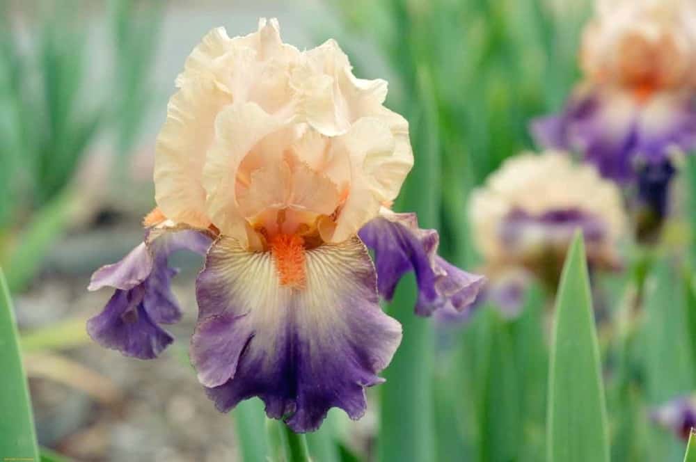 Medals and Rewards for Growing Iris of unusual colors