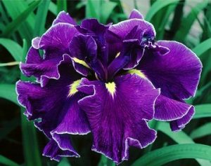 Japanese Irises: how to grow. Location, soil, disease and planting