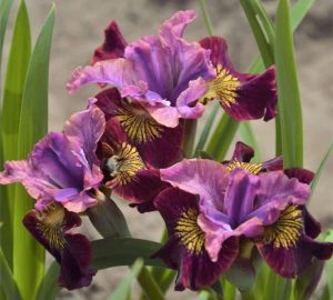 Siberian irises: how to grow. Location, soil, disease and planting