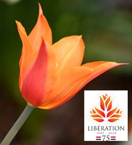 The Liberation75 Tulip: Plant in Memory of Fallen Heroes